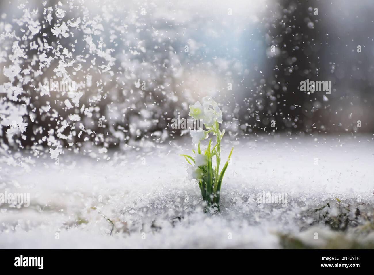The first spring flowers. Snowdrops in the forest grow out of snow ...