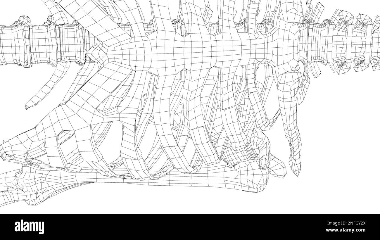 Human skeleton. 3d illustration Stock Photo - Alamy