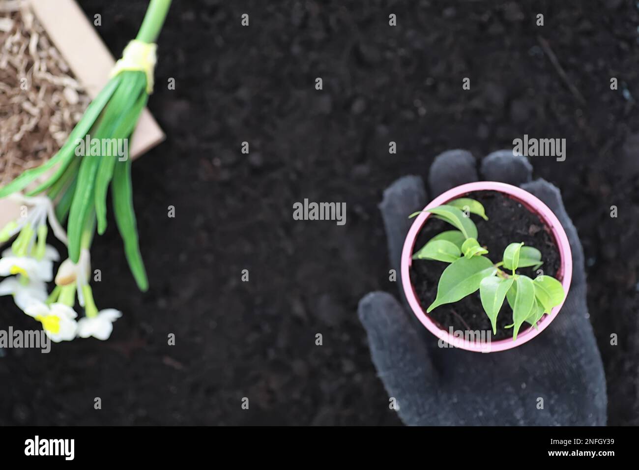 Green sprout on the ground. Spring concept. Seedlings in ground. Updating nature is an idea ...