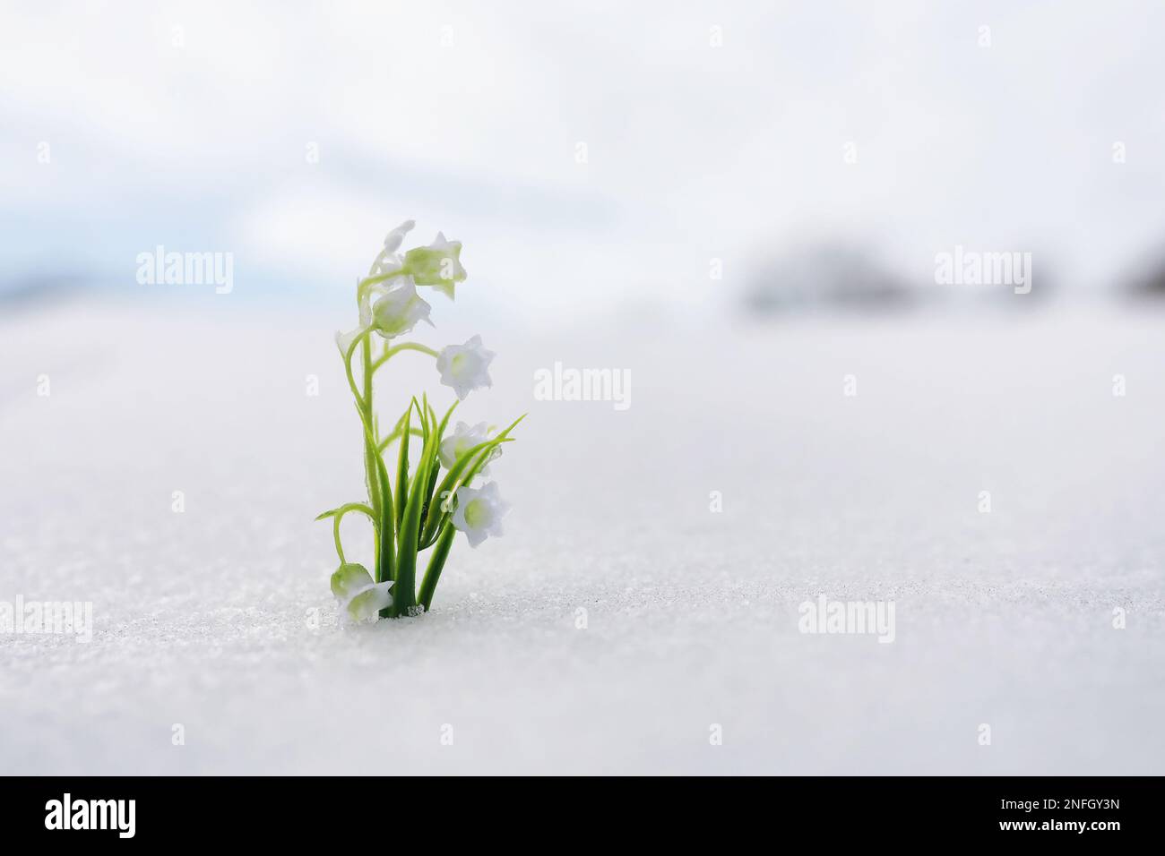 The first spring flowers. Snowdrops in the forest grow out of snow ...
