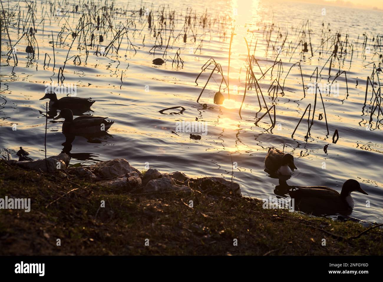 Mallards beach hi-res stock photography and images - Alamy