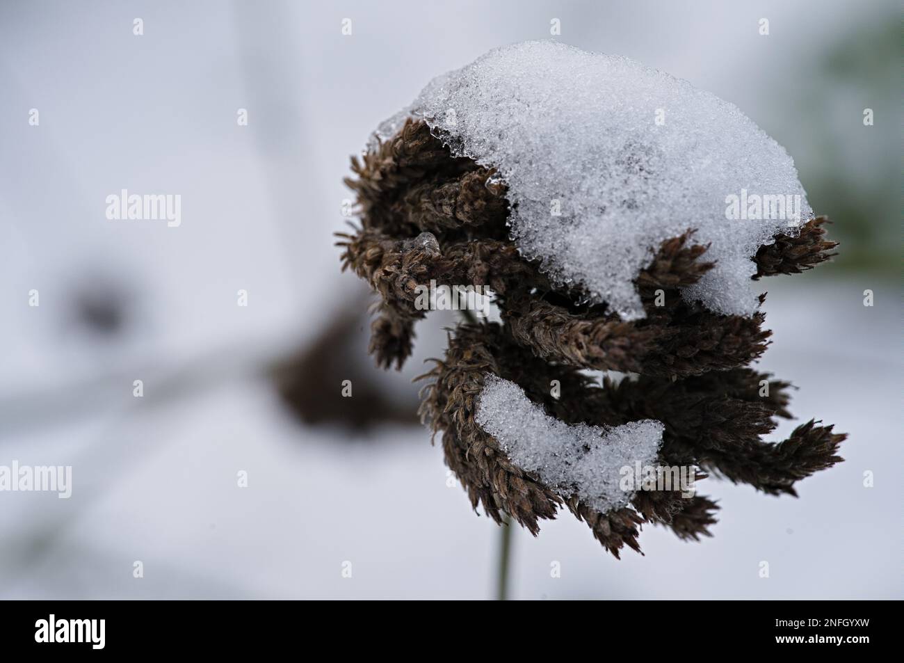 Dried up flower plant hi-res stock photography and images - Alamy