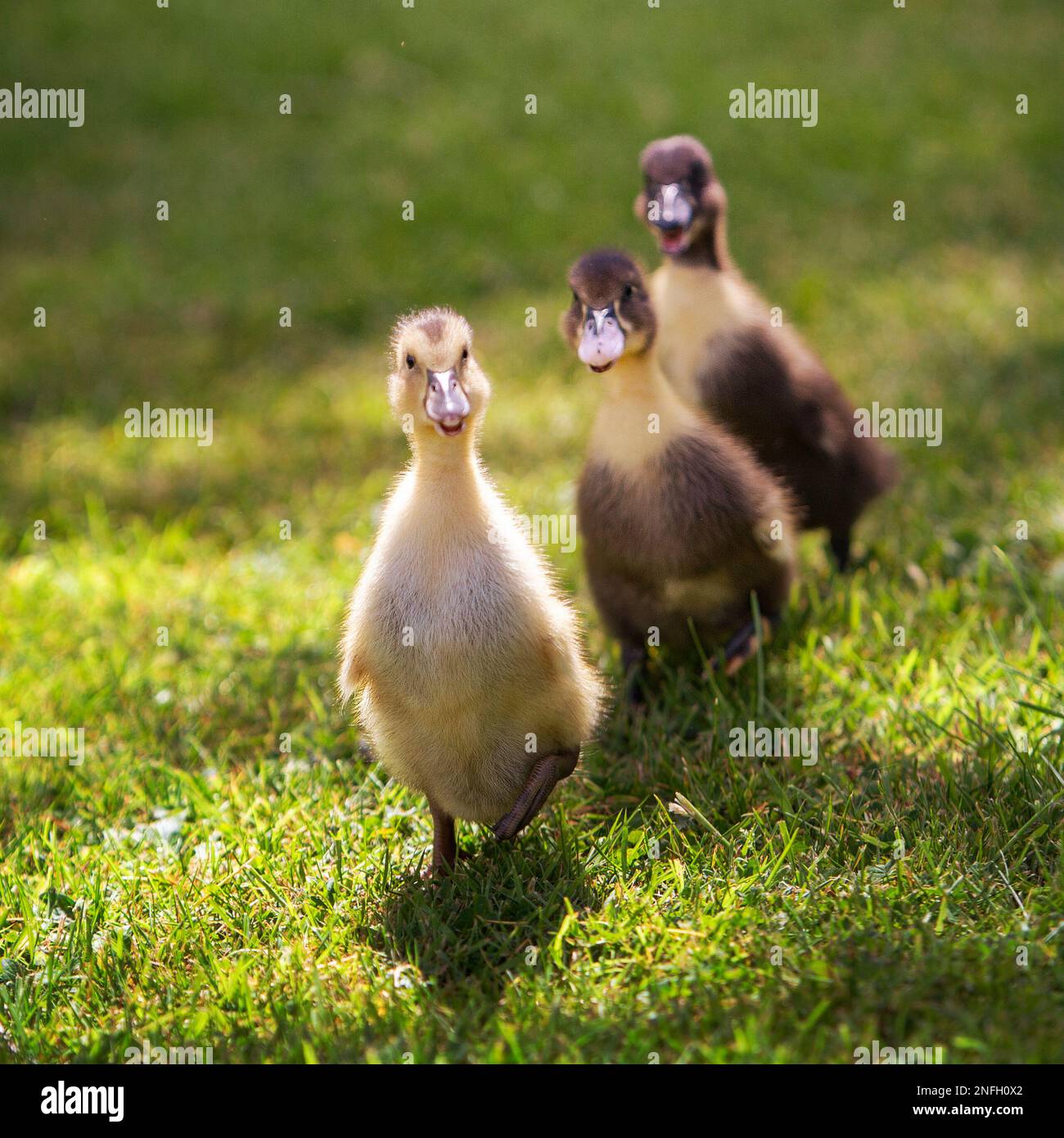 Baby ducks line hi-res stock photography and images - Alamy