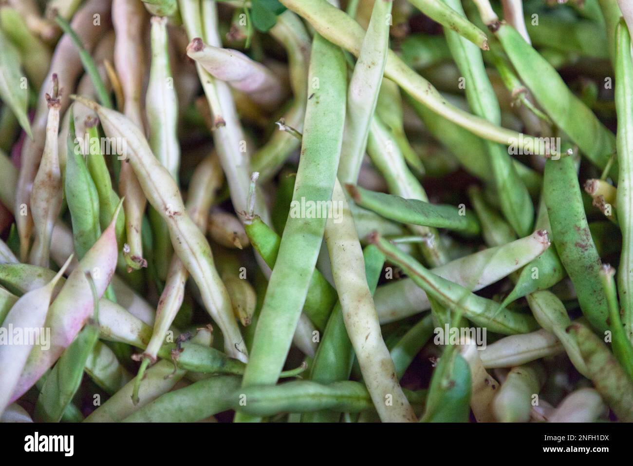 Common beans hi-res stock photography and images - Alamy