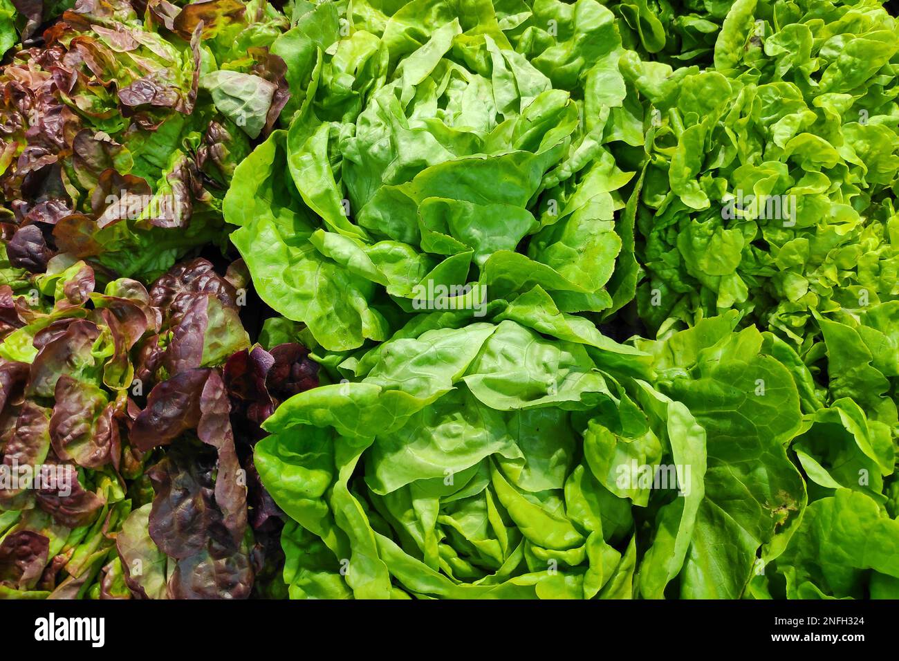 Three types of lettuce side by side on a market stall Stock Photo - Alamy