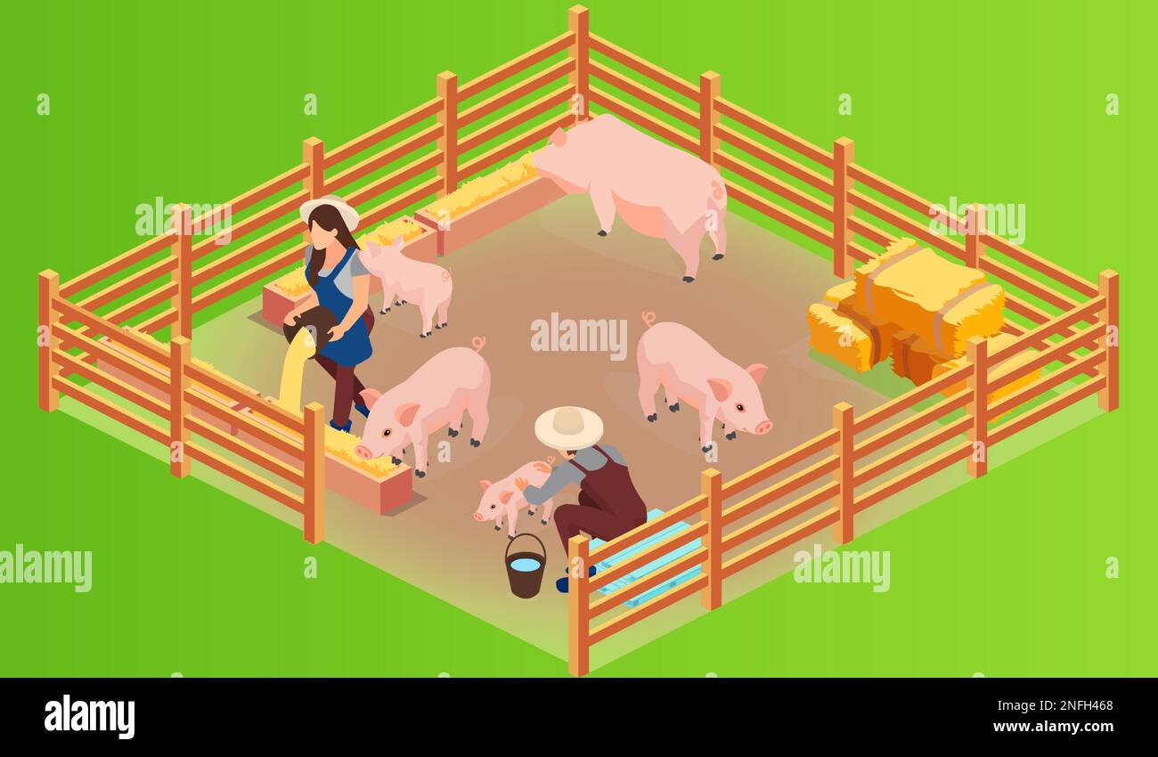 Isometric vector of a pig farm and farmenrs with pink growing piglets ...