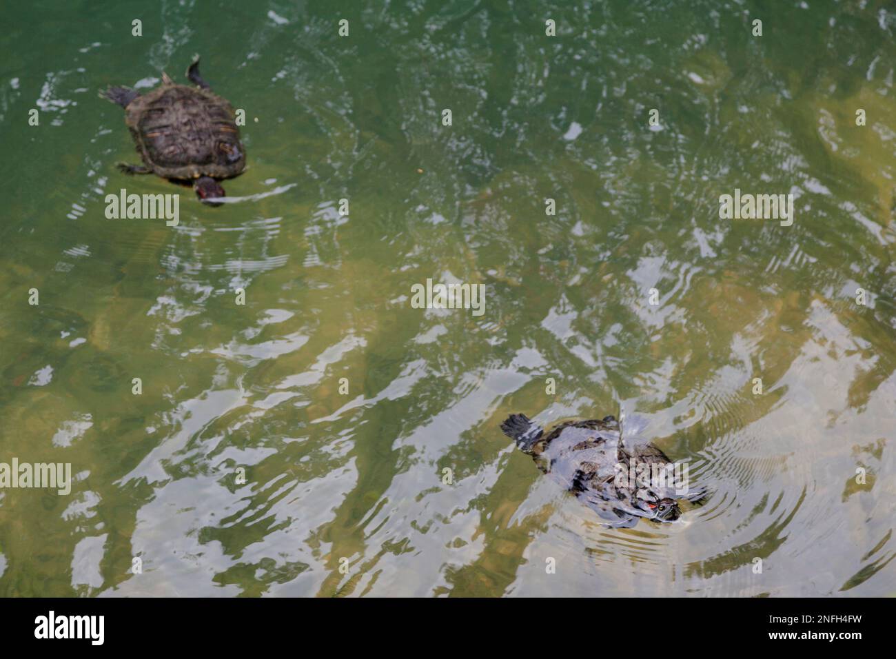 The red-eared slider (Trachemys scripta elegans), also known as the red ...