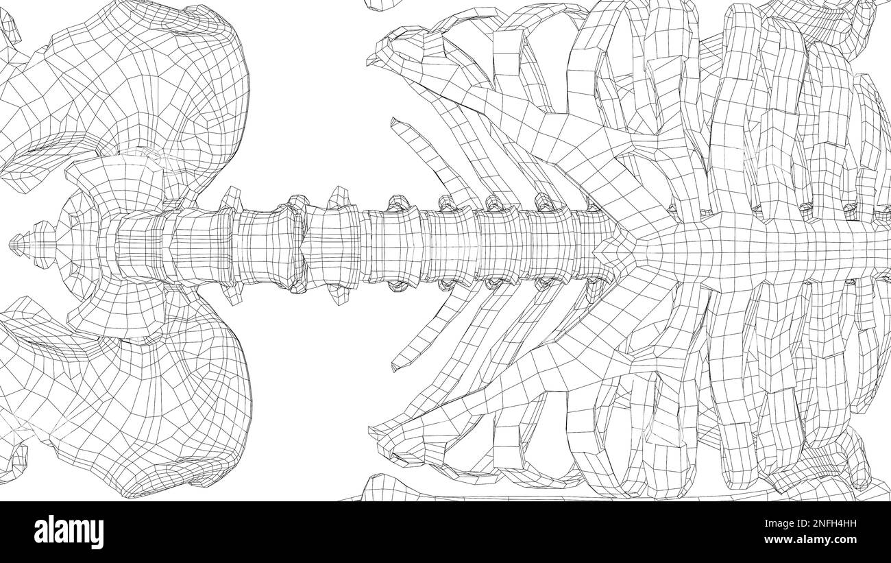 Human skeleton. 3d illustration Stock Photo - Alamy