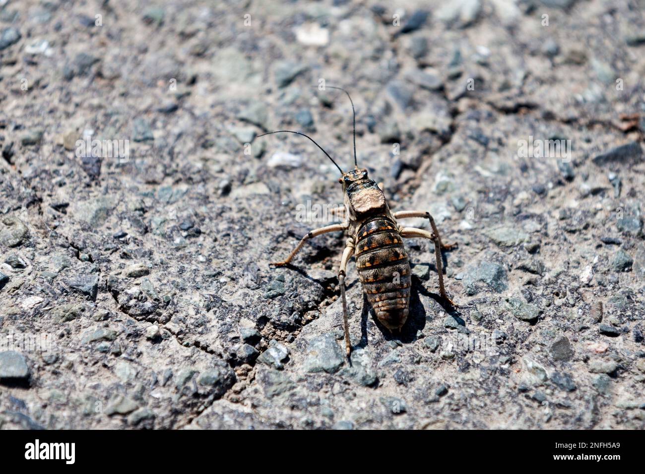 Close-up on an Mongolian cricket (Deracantha onos Stock Photo - Alamy