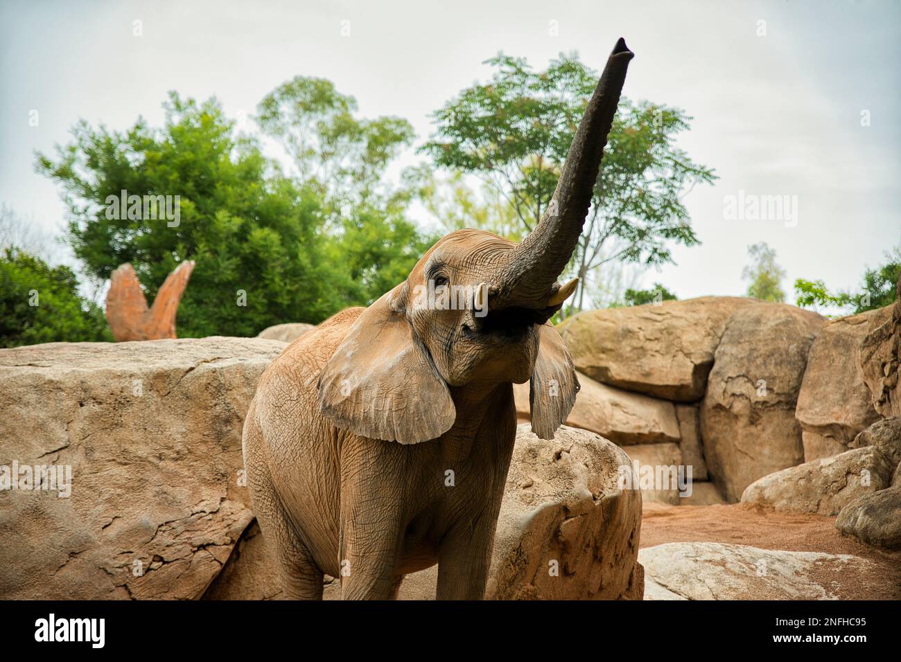 Full body shot of adult elephant with tusks reaching up with trunk ...
