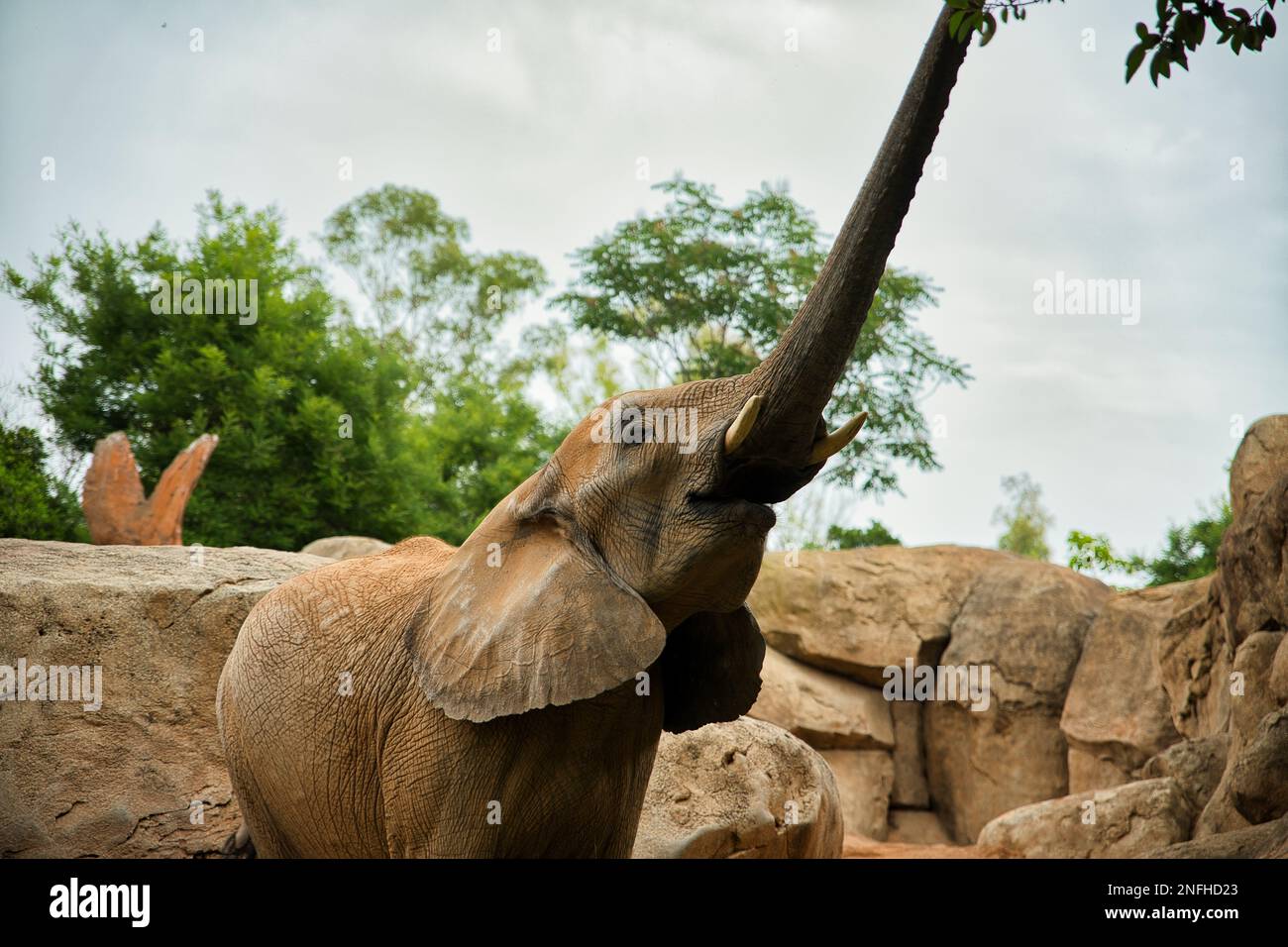 Full body shot of adult elephant with tusks reaching up with trunk ...