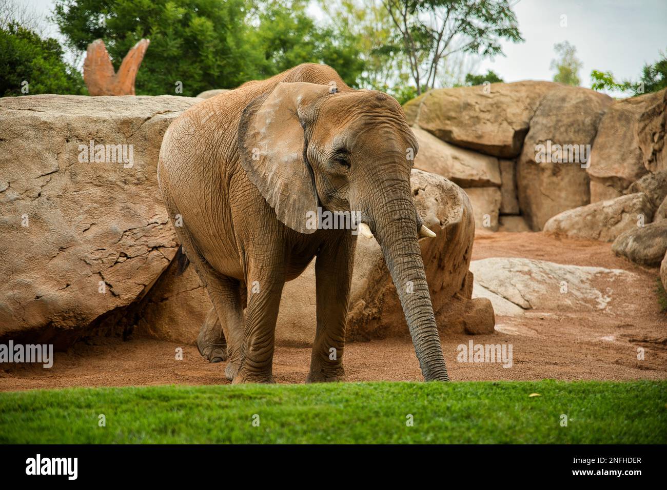Full body shot of adult elephant with tusks taken from front, rocks and ...
