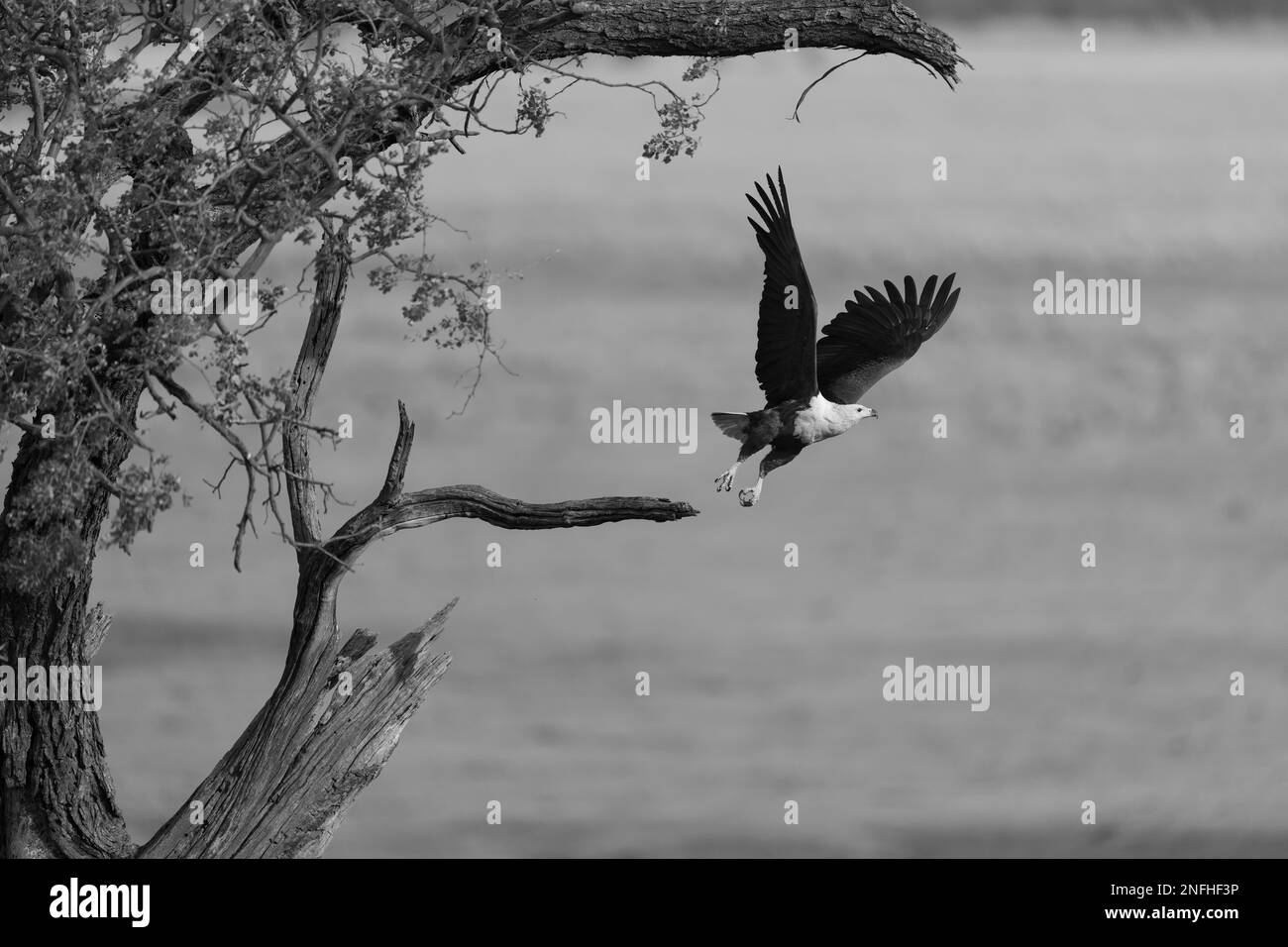 Mono African fish eagle flies from tree Stock Photo - Alamy