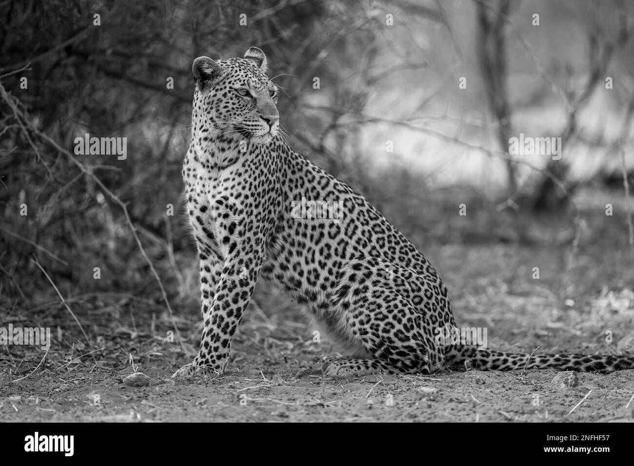 Leopard noir hi-res stock photography and images - Alamy