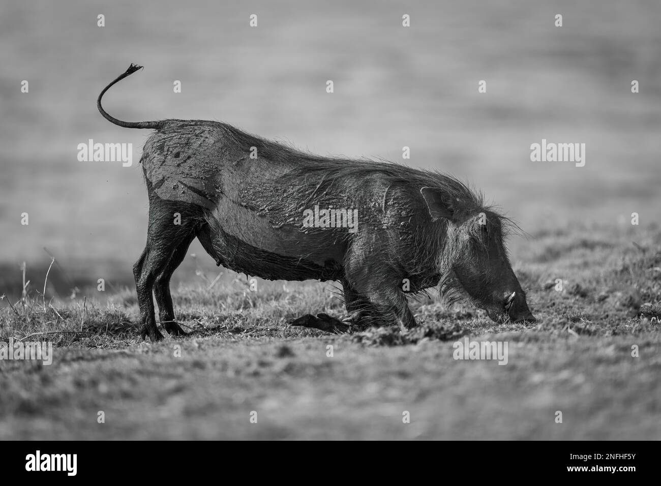 Mono female common warthog kneels to eat Stock Photo - Alamy
