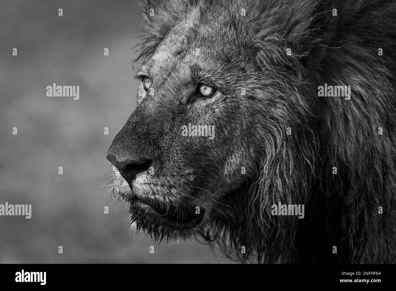 Mono close-up of male lion looking dirty Stock Photo - Alamy