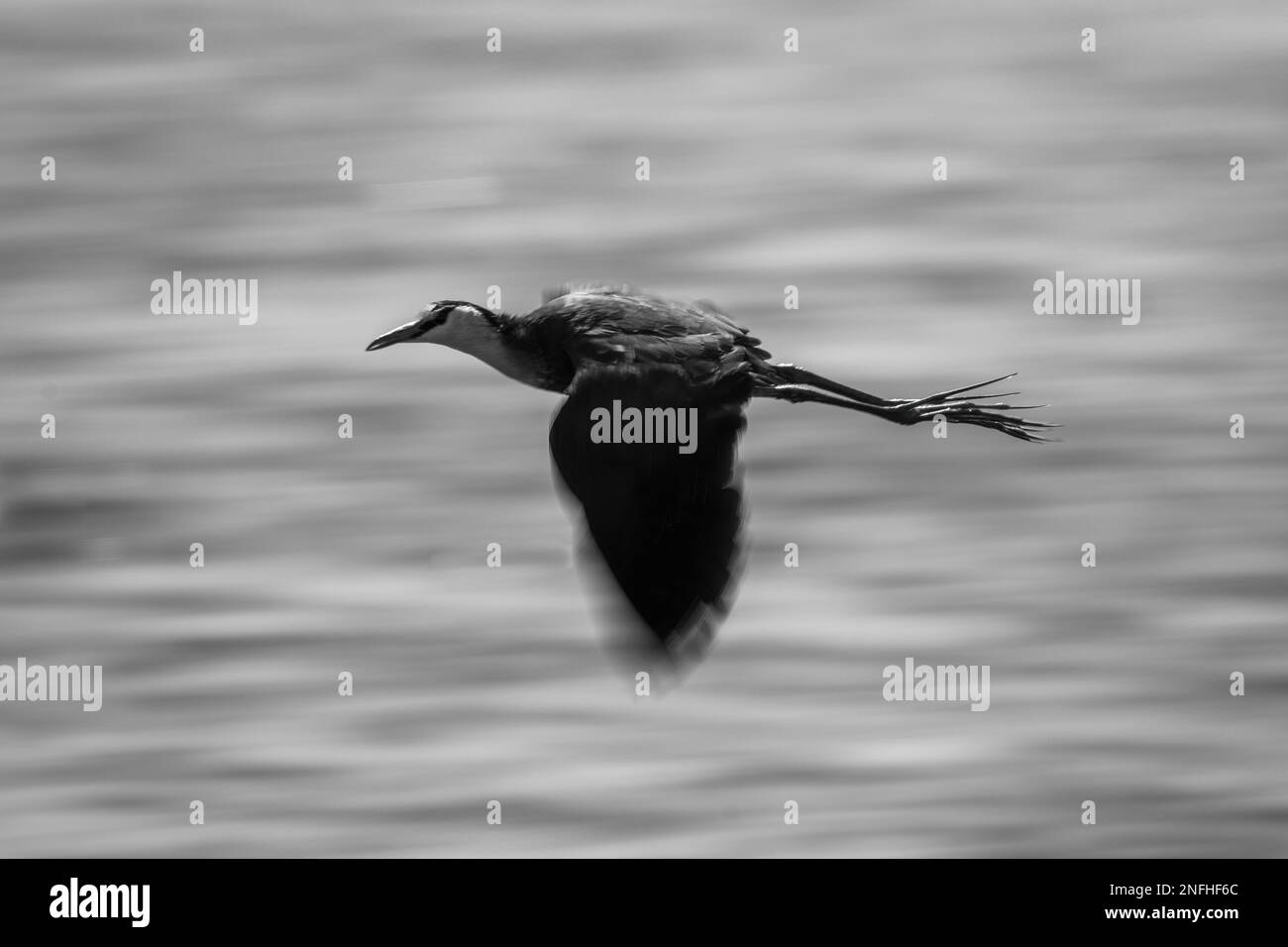 Mono slow pan of African jacana flying Stock Photo - Alamy