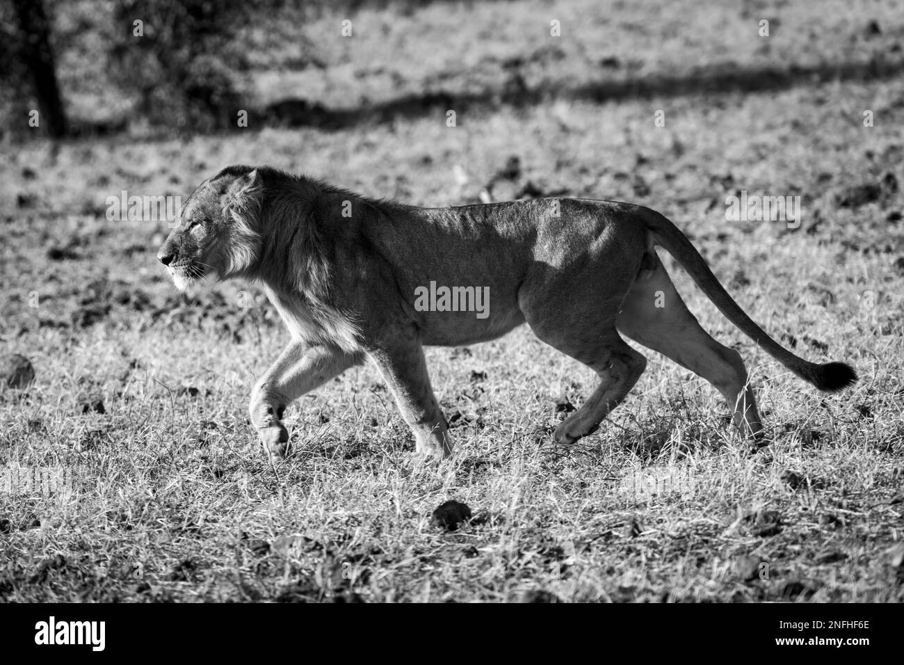 Mono male lion runs right to left Stock Photo - Alamy