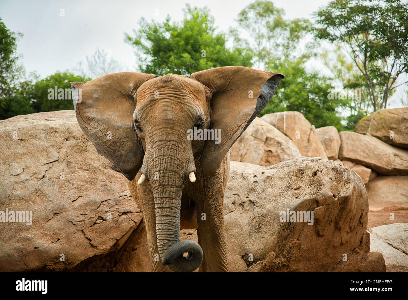Frontal close-up of an adult elephant looking forward with tusks, rocks ...
