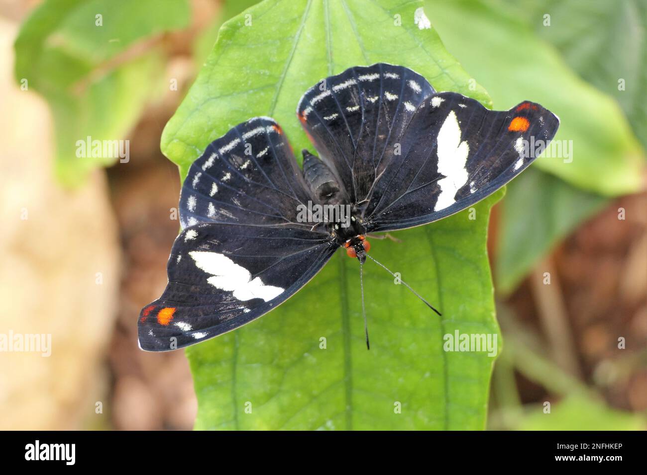 Stratford Butterfly Farm Stock Photo - Alamy