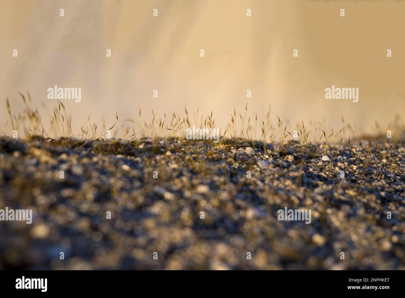Sprouts of plant spike growing on granite wall in horizontal macro ...