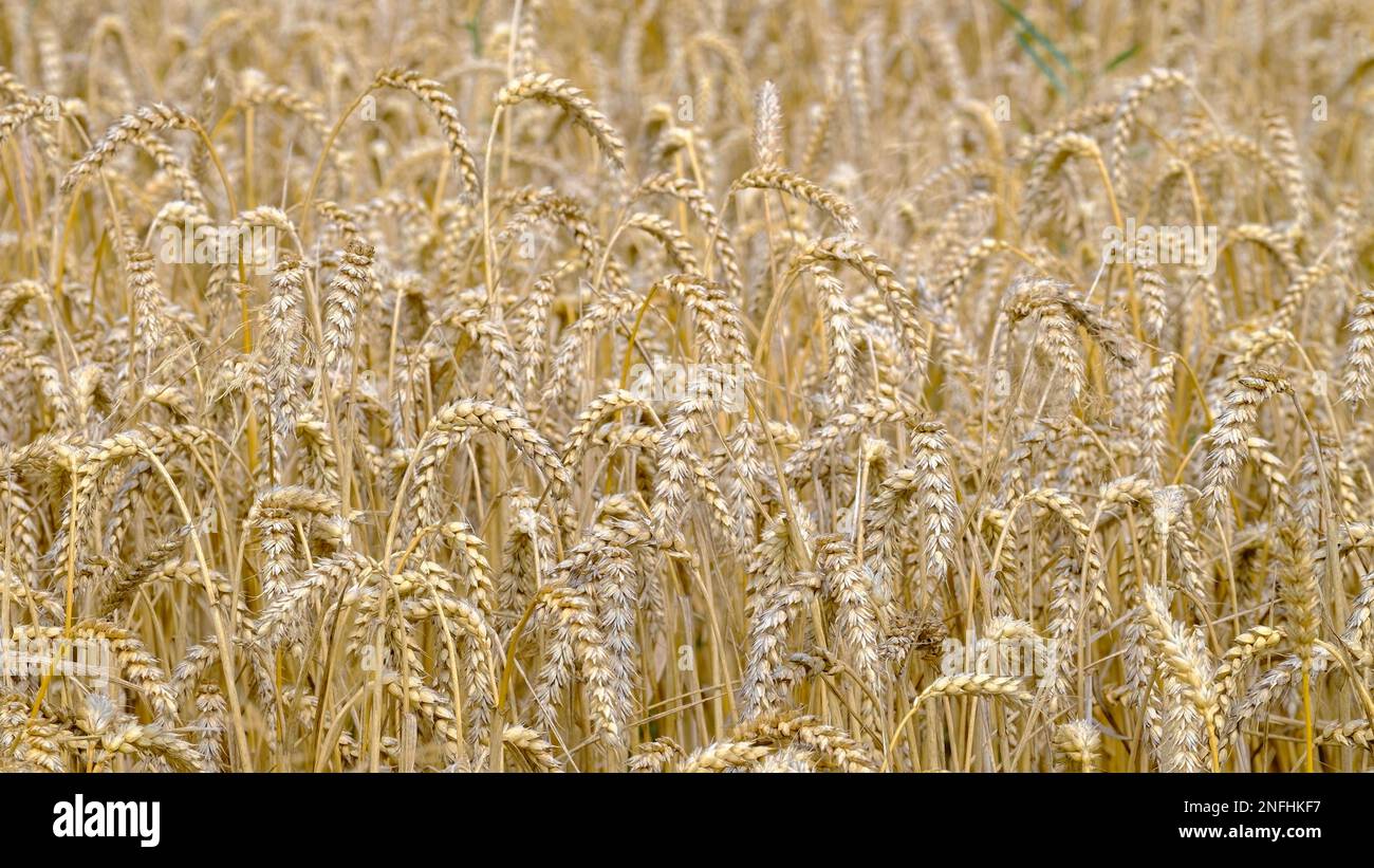 Ripe golden grain hi-res stock photography and images - Alamy