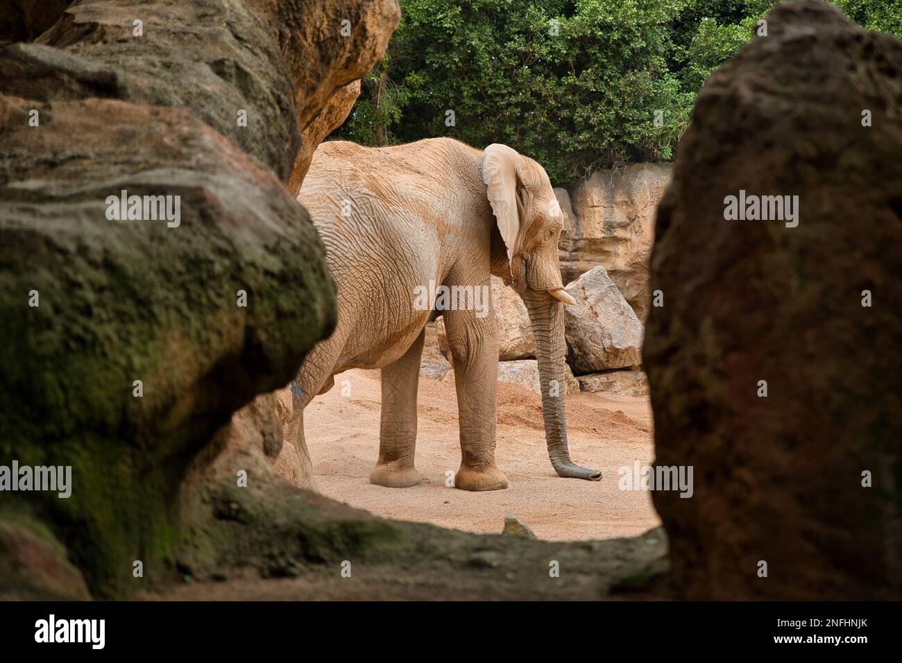 Full body shot from the side of an adult elephant with tusks, rocks and ...