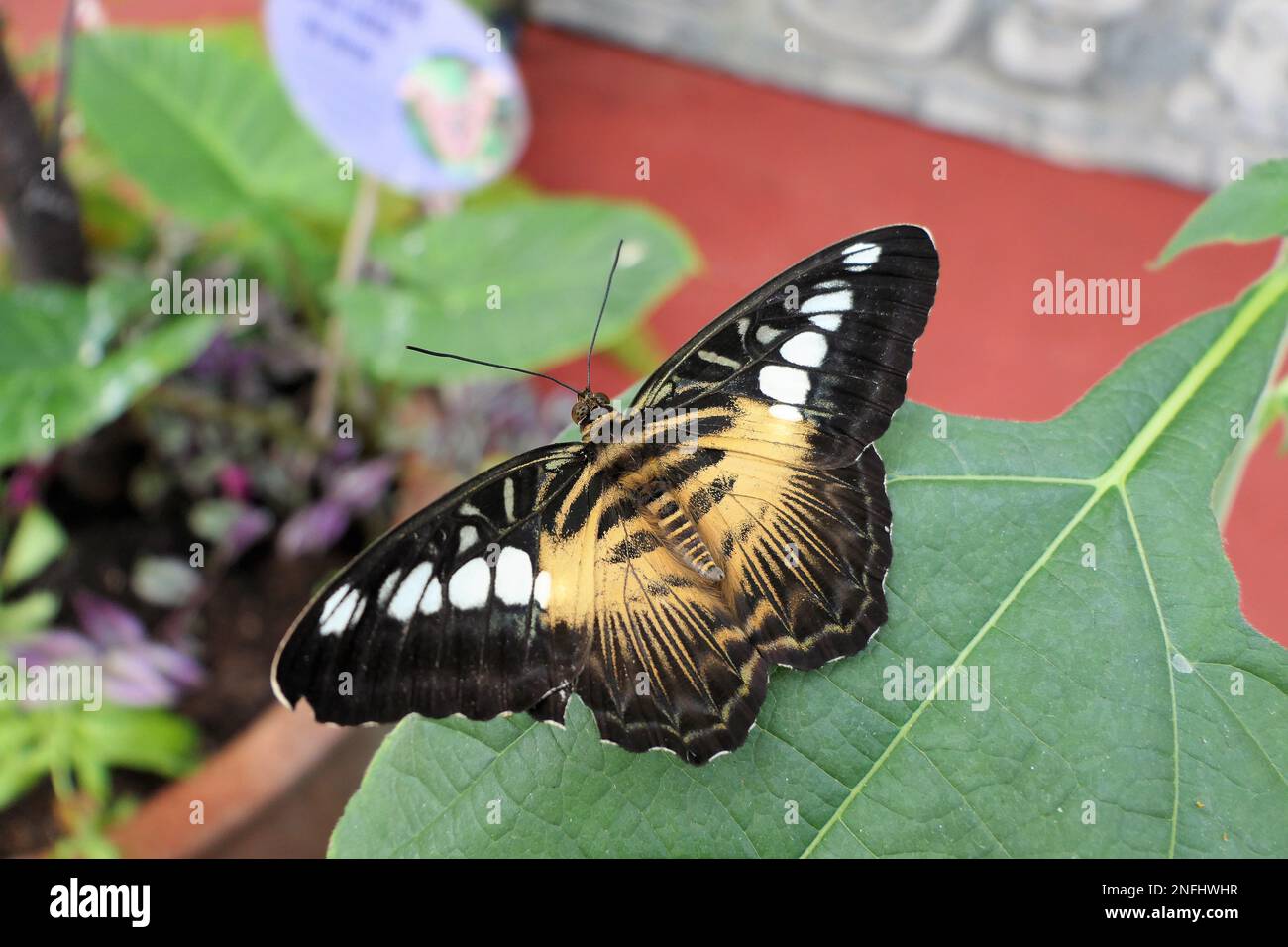 Do butterfly farm hi-res stock photography and images - Alamy