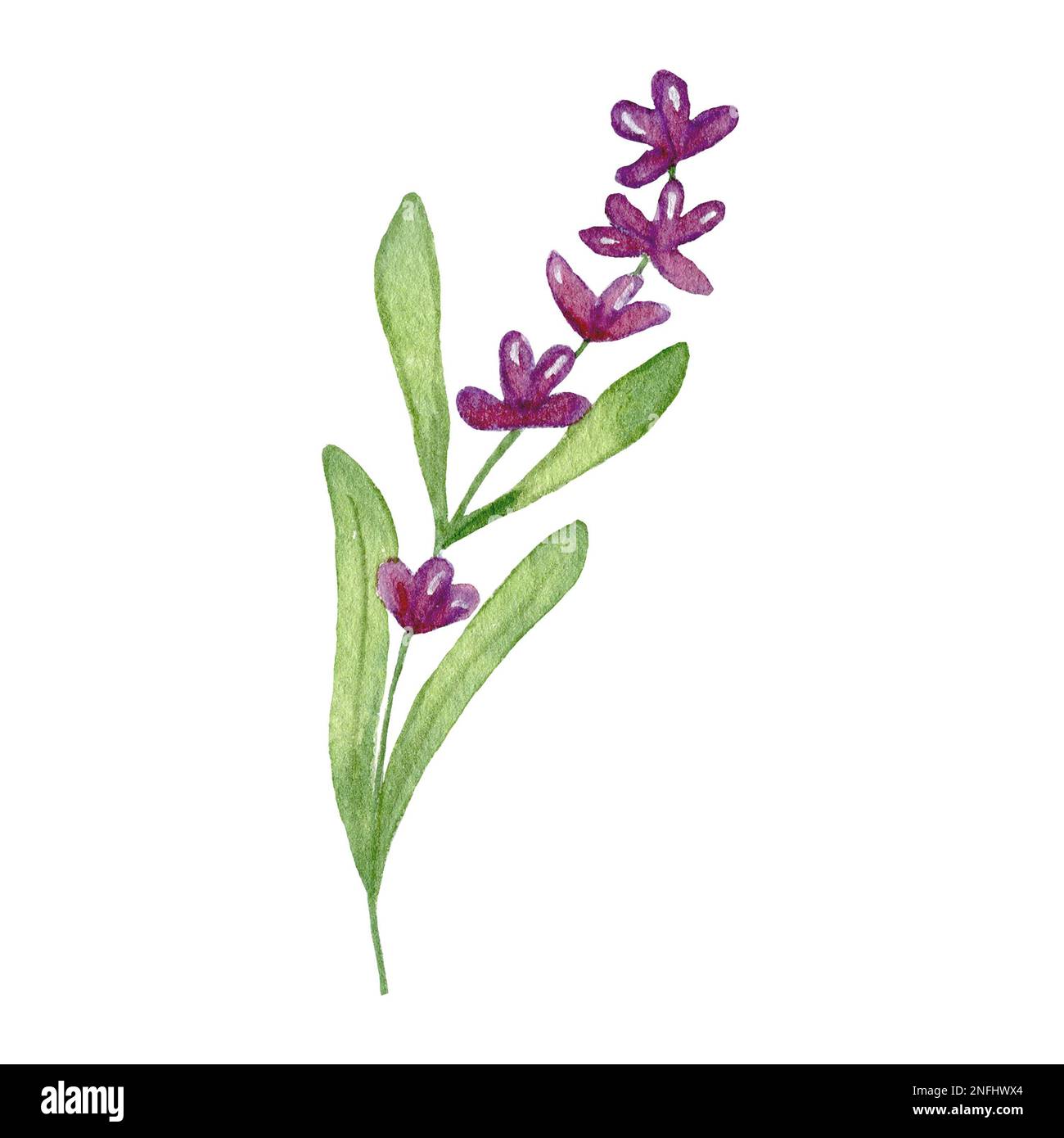 Lavender Flowers. Watercolor Sprigs of Lavender. The illustration is ...