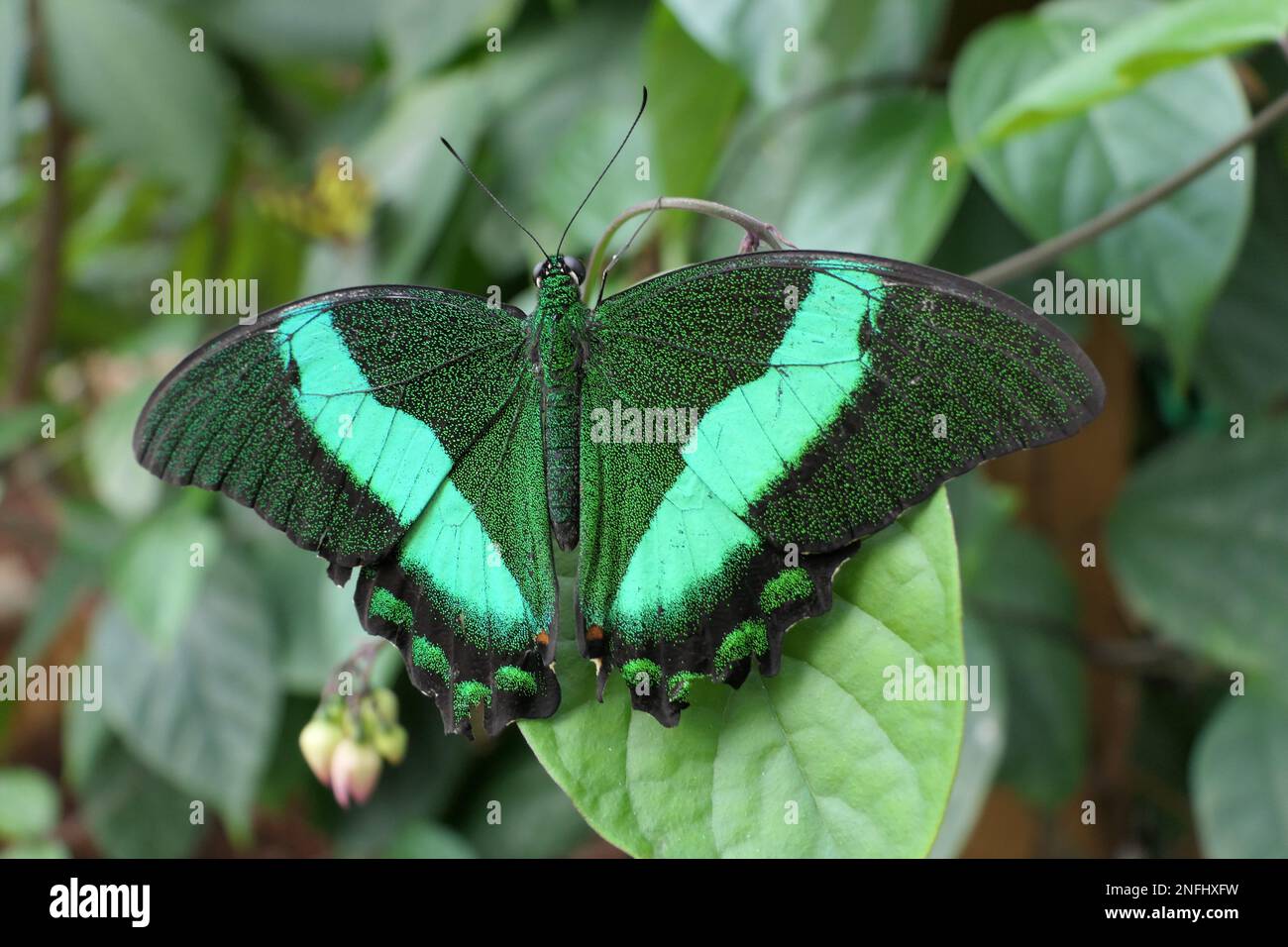 Stratford Butterfly Farm Stock Photo - Alamy