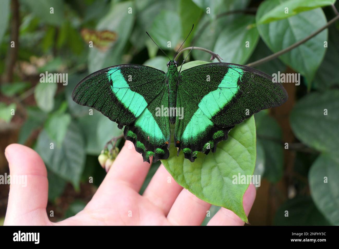 Stratford Butterfly Farm Stock Photo - Alamy