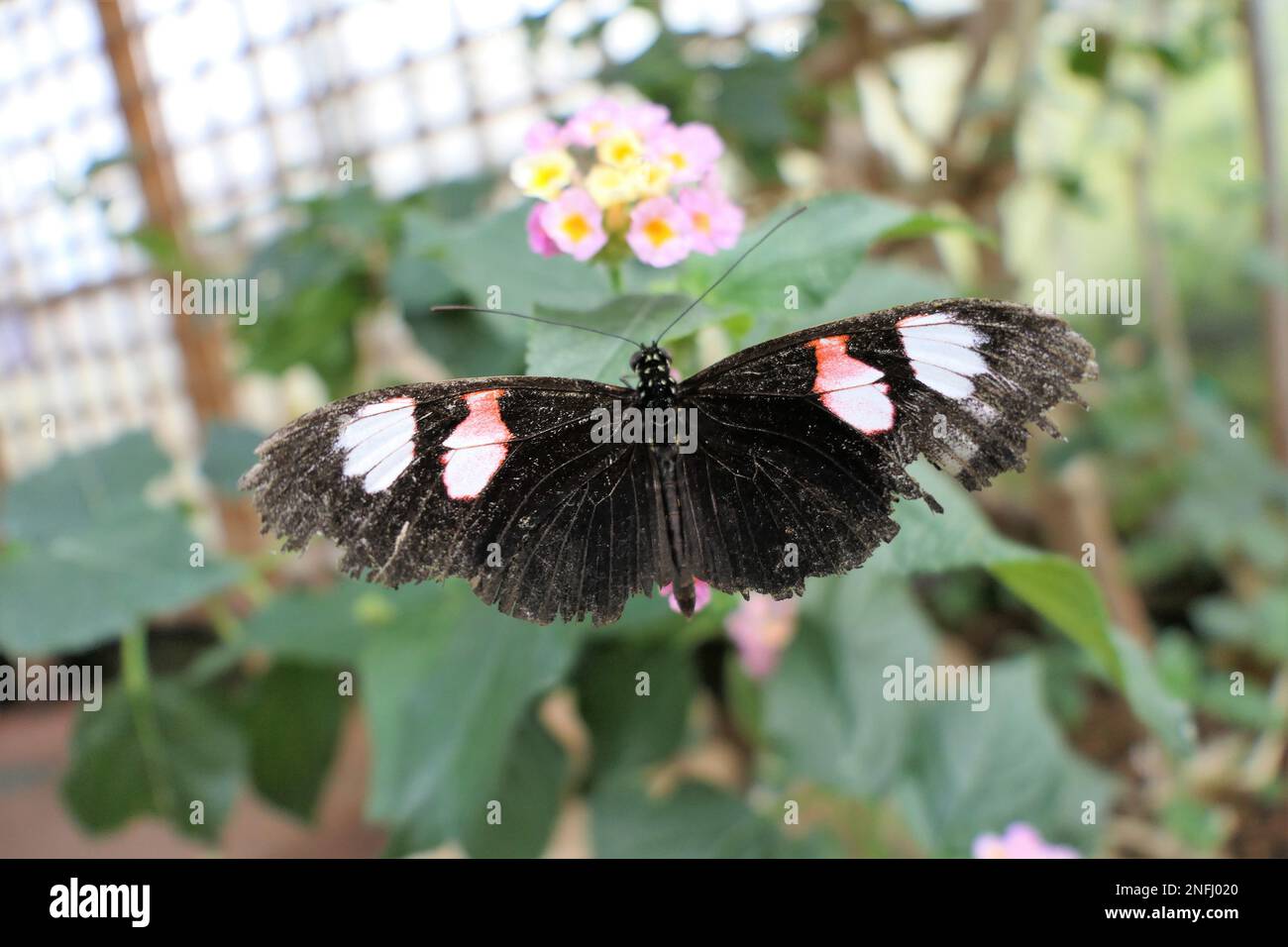 Stratford Butterfly Farm Stock Photo - Alamy