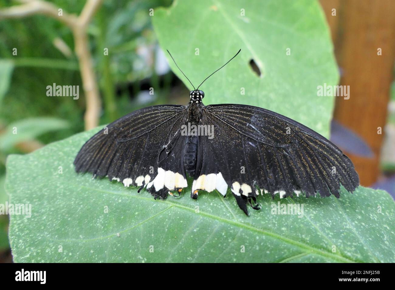 Stratford Butterfly Farm Stock Photo - Alamy