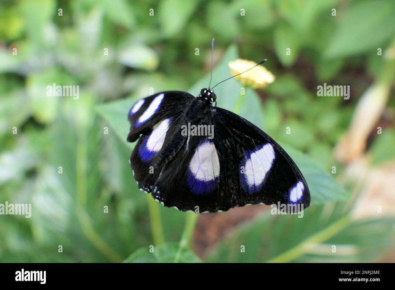 Stratford Butterfly Farm Stock Photo - Alamy