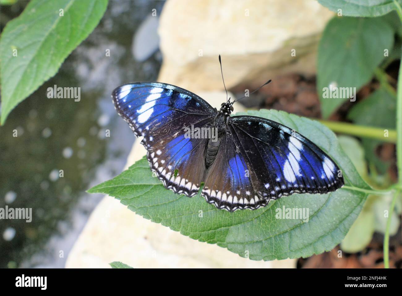 Stratford Butterfly Farm Stock Photo - Alamy