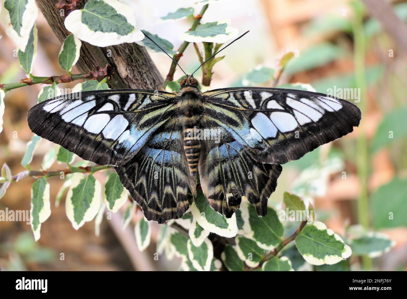 Stratford Butterfly Farm Stock Photo - Alamy