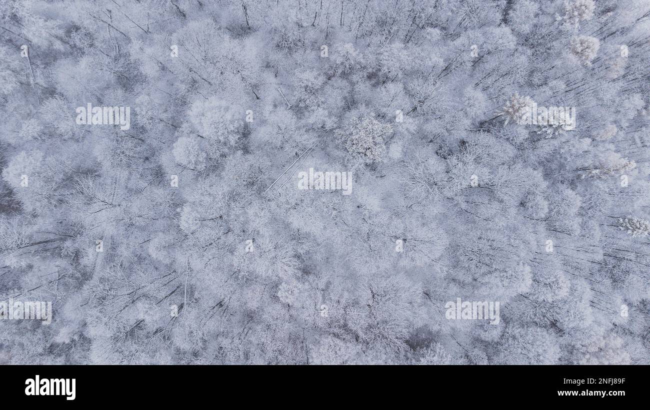 Snowy untouched forest in the Beskydy mountains from an aerial photo in ...