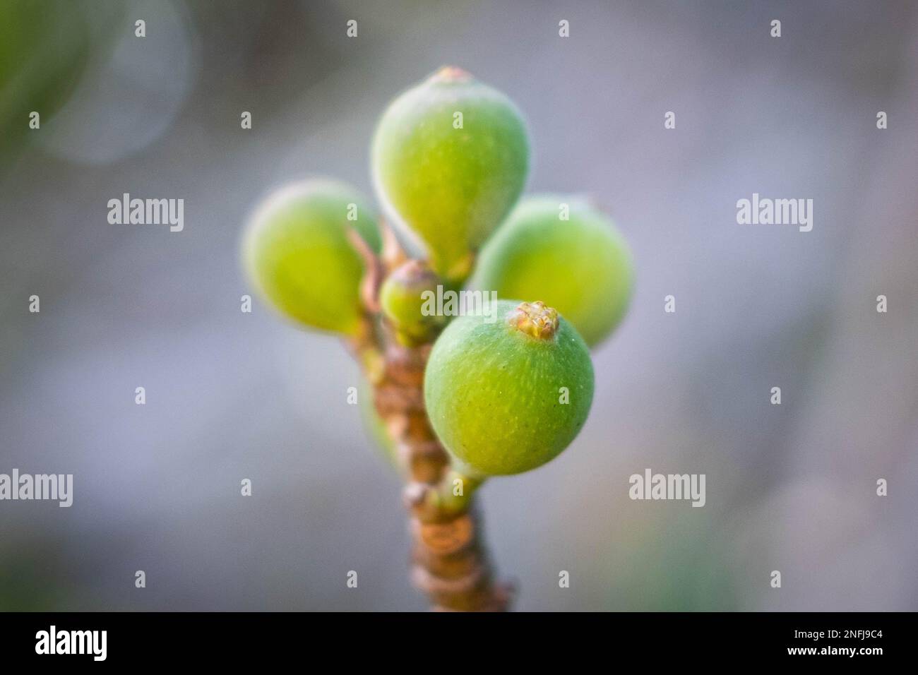 Fruits fig hi-res stock photography and images - Alamy