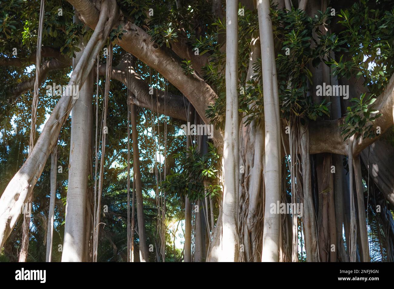 big Ficus Macrophylla tree in tropical forest Stock Photo - Alamy