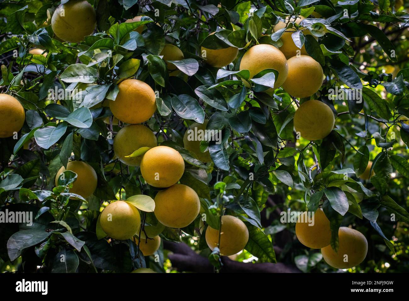 Pomelo fruits hanging on tree Stock Photo - Alamy