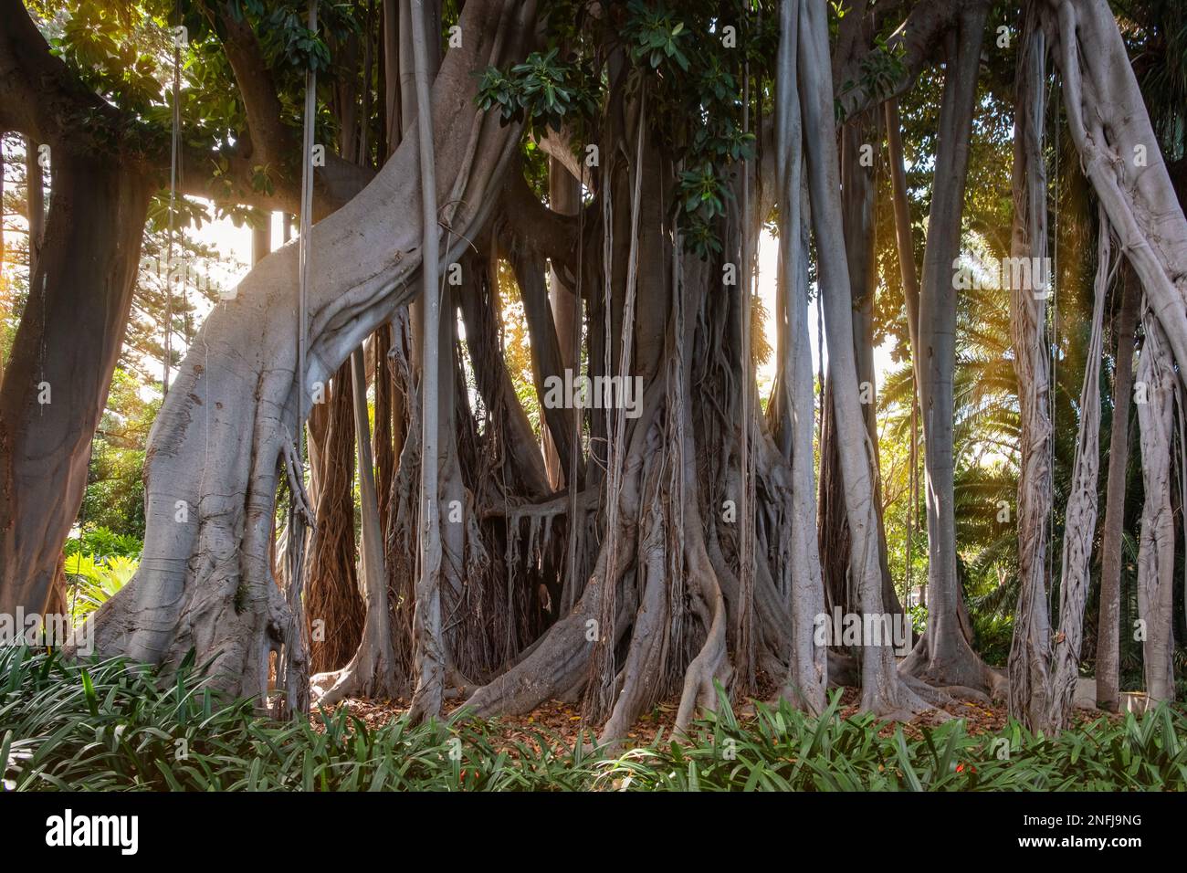 big Ficus Macrophylla tree in tropical forest Stock Photo - Alamy