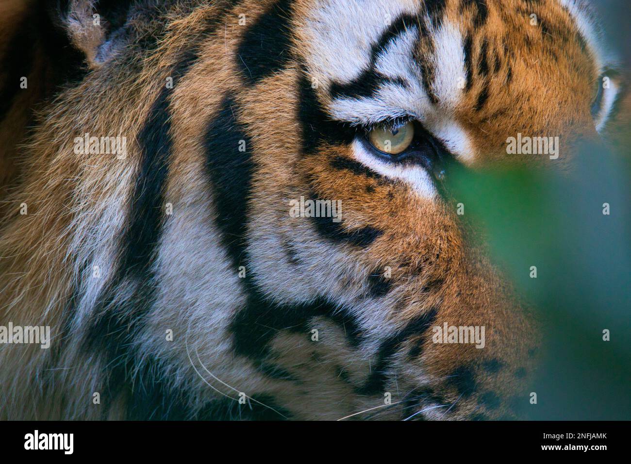 A macro shot of the furry face of a Bengal tiger with green eyes ...