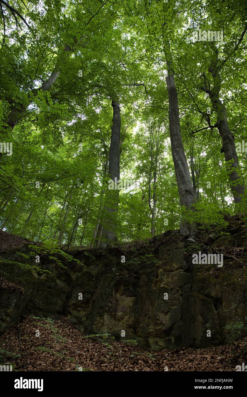 A vertical low angle shot from a pit with a view of tall green trees in ...