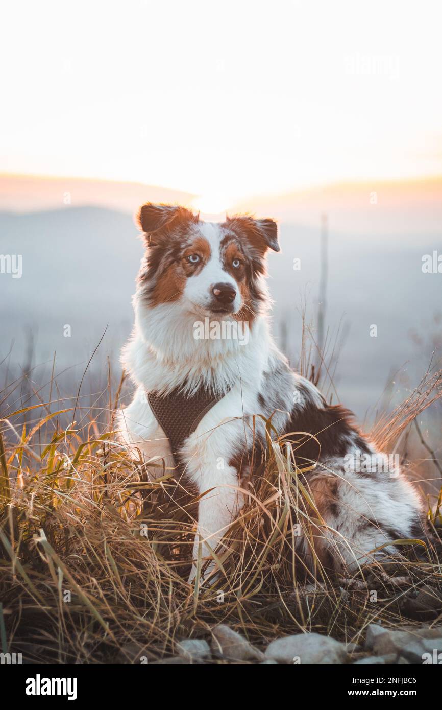 Four-legged Australian Shepherd puppy sitting on a tree stump. Portrait ...