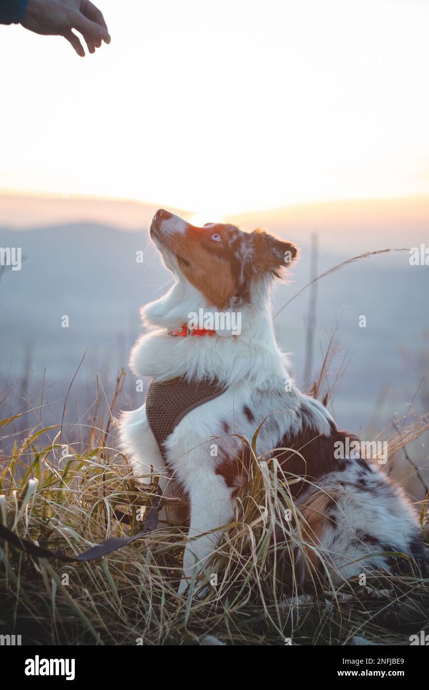 Master feeds her four-legged Australian Shepherd puppy sitting on a ...