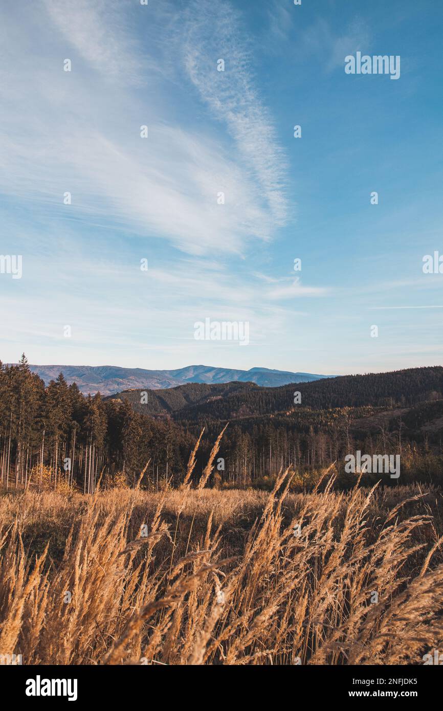 Morning sun illuminates the tall grass and beautiful scenery of eastern ...