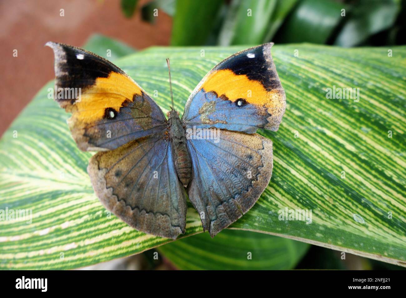Stratford Butterfly Farm Stock Photo - Alamy