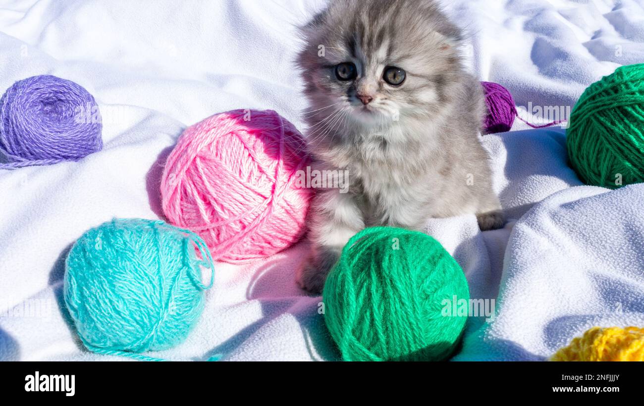 Kitten playing wool ball hi-res stock photography and images - Alamy