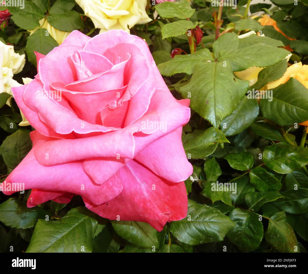 Romantic rose gardens hi-res stock photography and images - Alamy