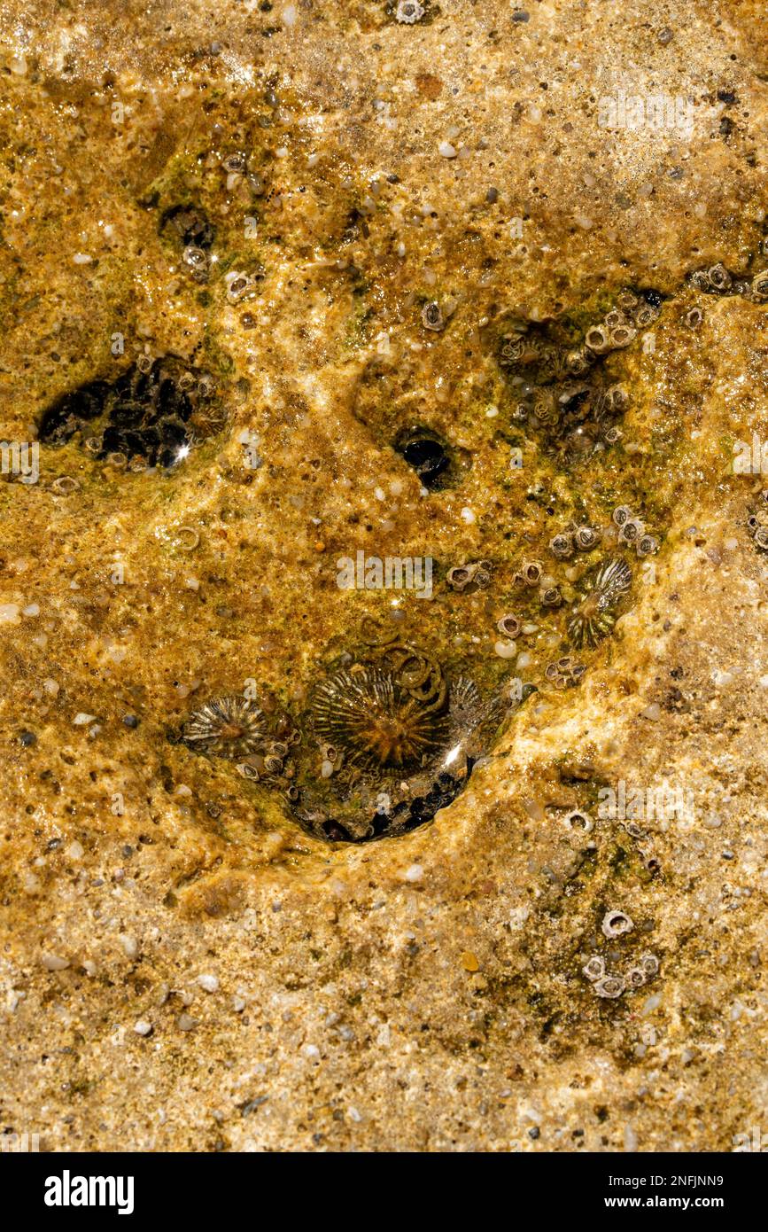 This close-up photo of rocks showcases the rugged, natural beauty of ...